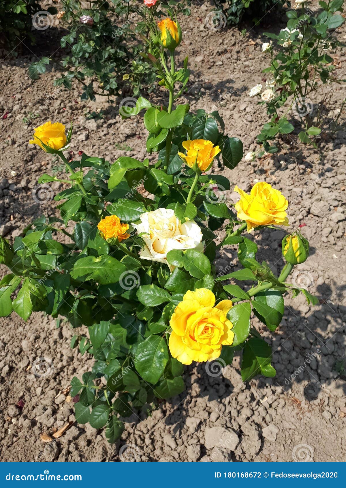 Flowering of Yellow Roses on the Flowerbed. Yellow Roses Stock Photo ...