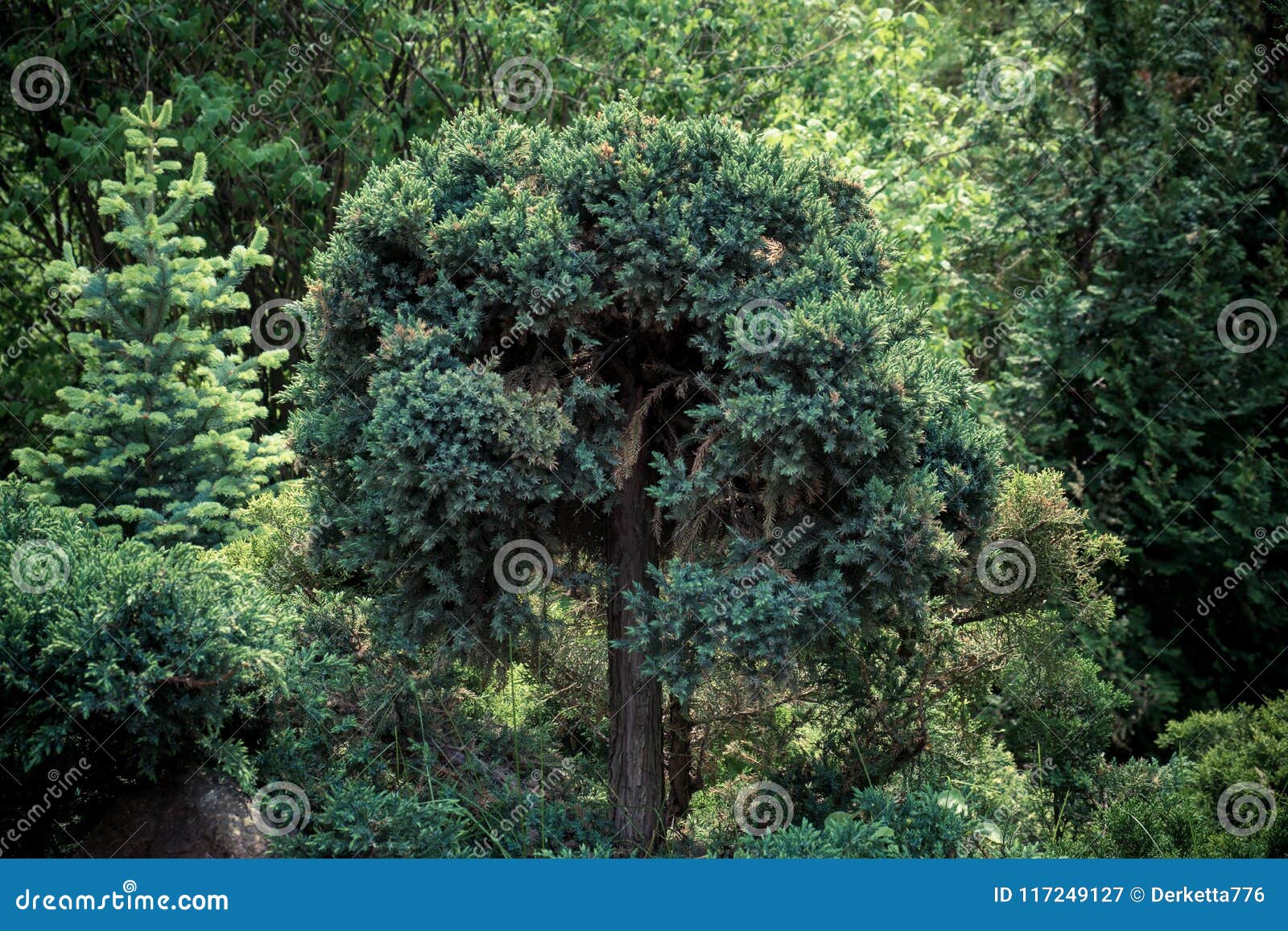 Flowering Young Coniferous Trees in the Spring in the Forest. Selective ...