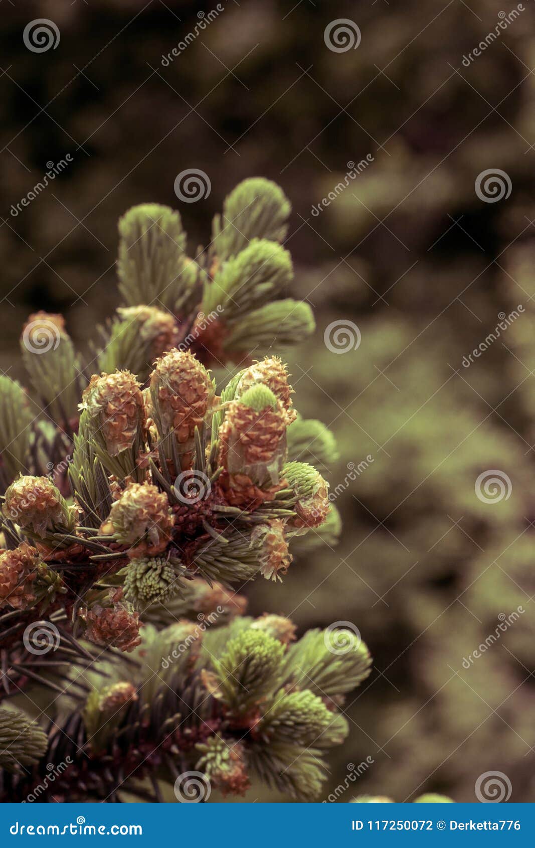 Flowering Young Coniferous Trees in the Spring in the Forest. Selective ...