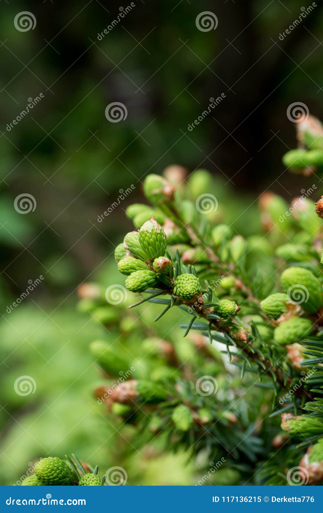 Flowering Young Coniferous Trees in the Spring in the Forest. Selective ...