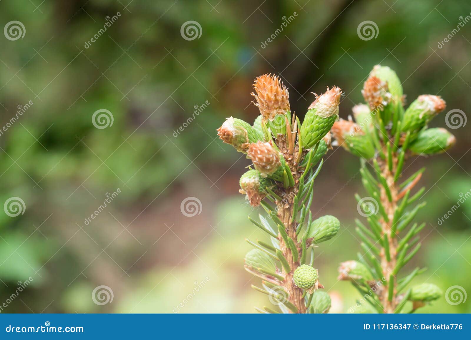 Flowering Young Coniferous Trees in the Spring in the Forest. Selective ...