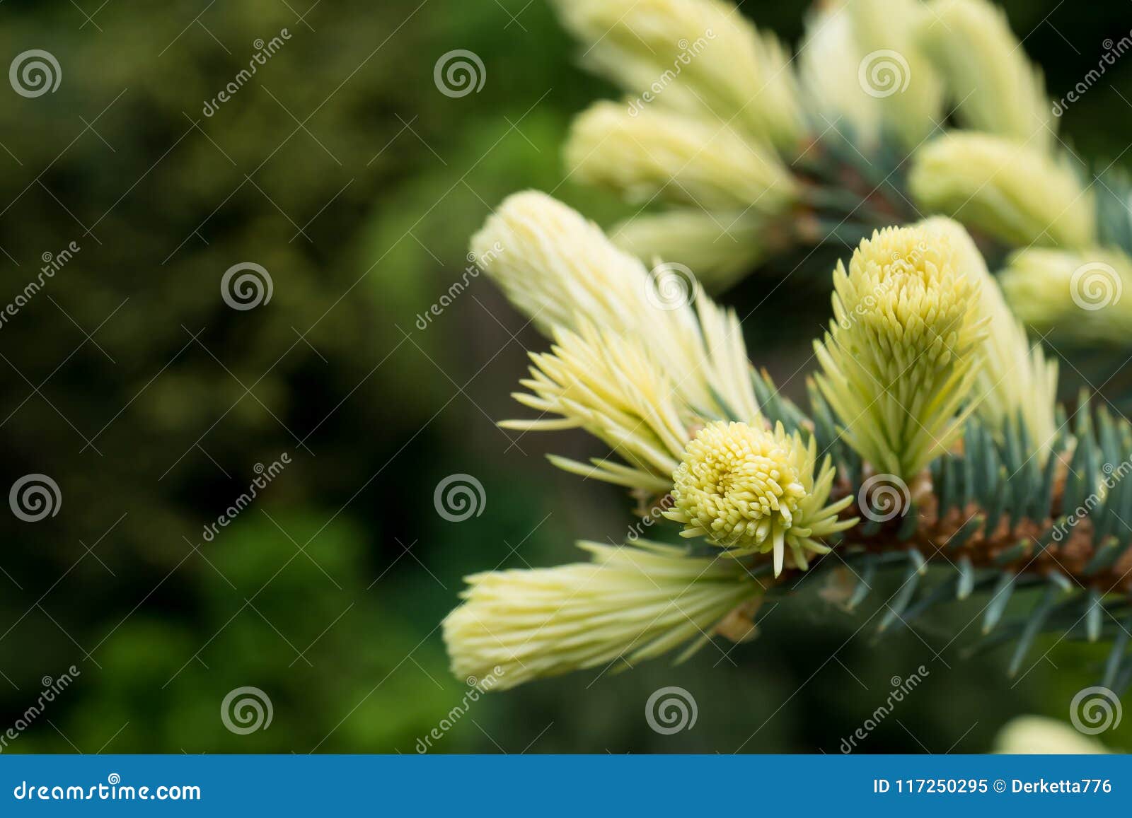 Flowering Young Coniferous Trees in the Spring in the Forest. Selective ...