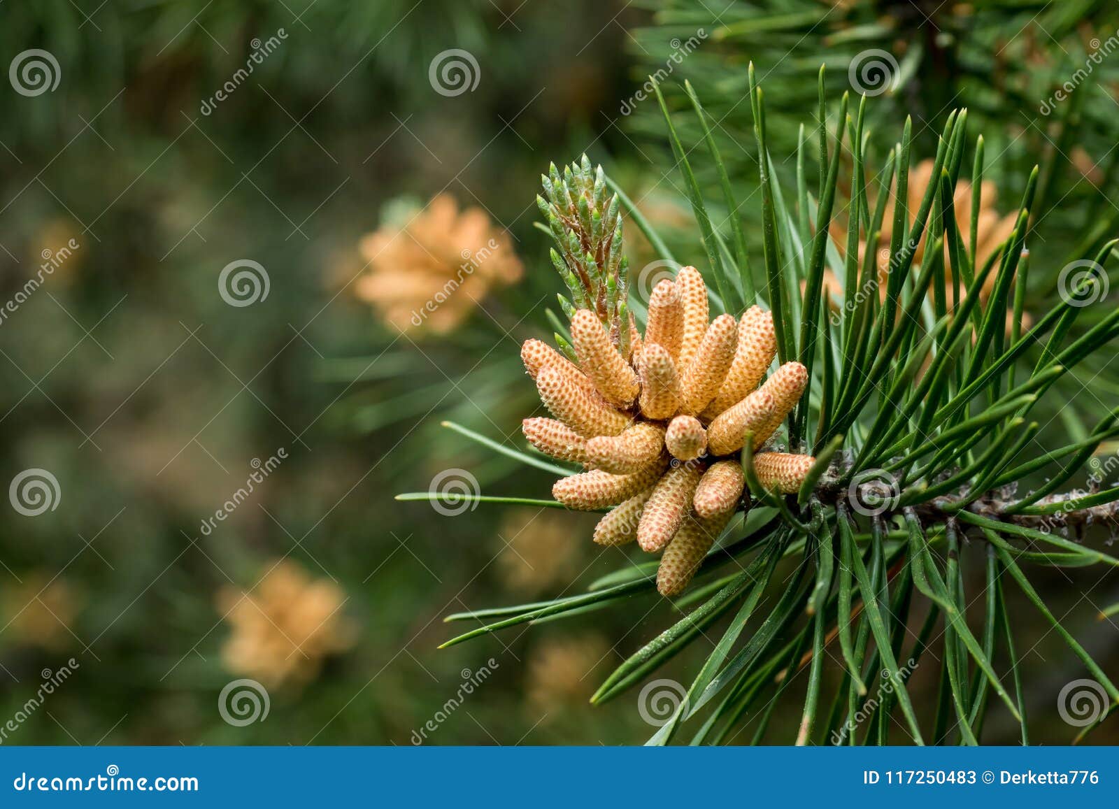 Flowering Young Coniferous Trees in the Spring in the Forest. Selective ...