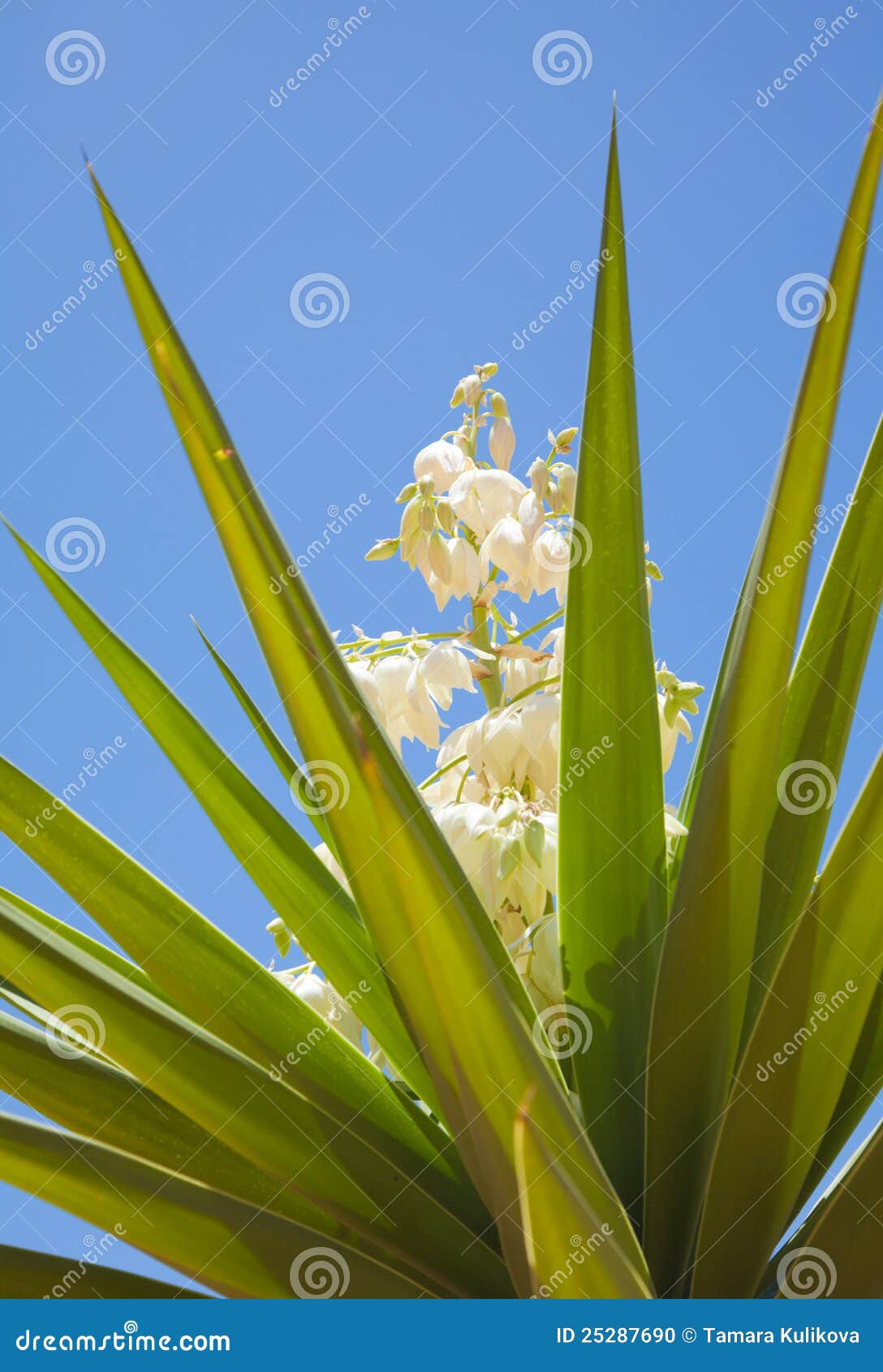 Flowering yucca stock photo. Image of tough, white, blue - 25287690