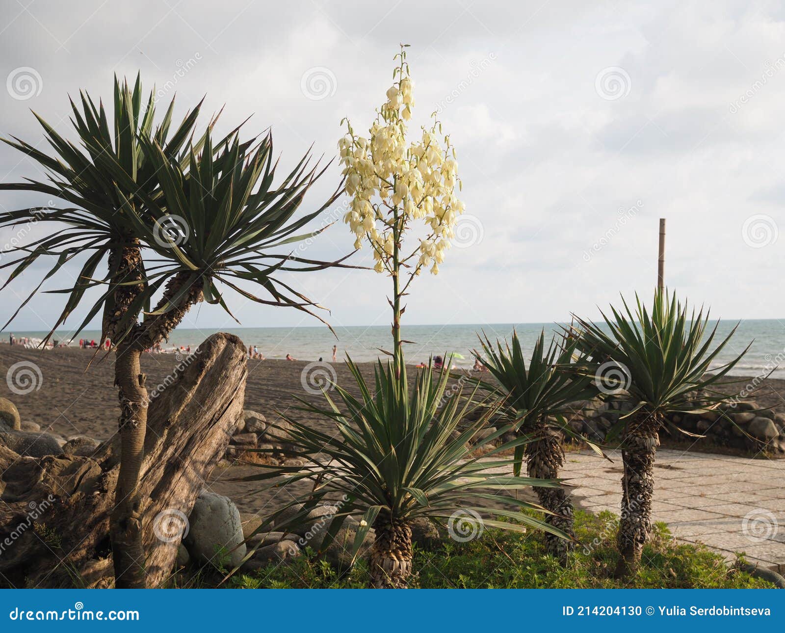 Flowering Yucca Bushes on the Seaside Stock Photo - Image of natural ...