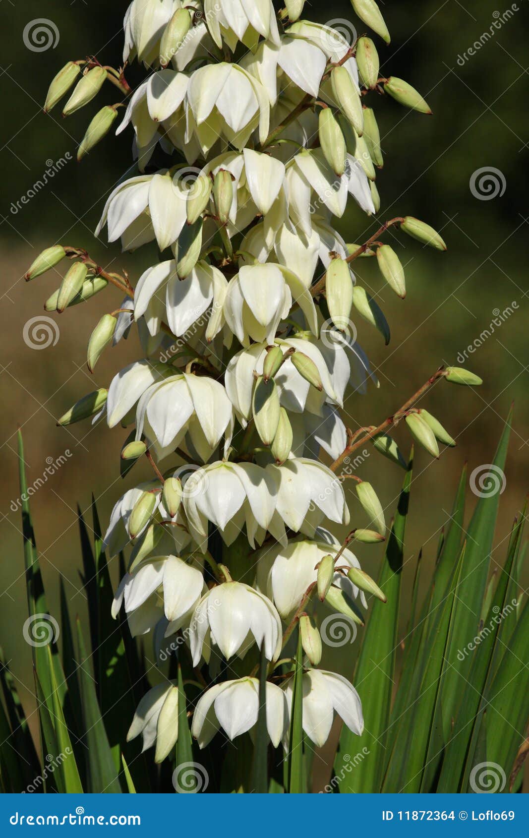 Flowering Yucca plant stock photo. Image of foliage, blooming - 11872364