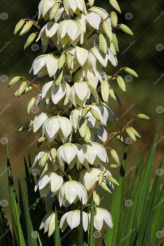 Flowering Yucca plant stock photo. Image of foliage, blooming - 11872364