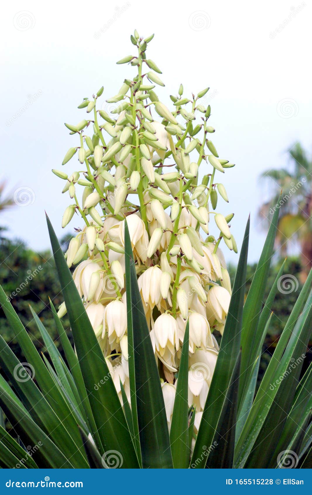 Flowering Yucca plant stock photo. Image of beautiful - 165515228