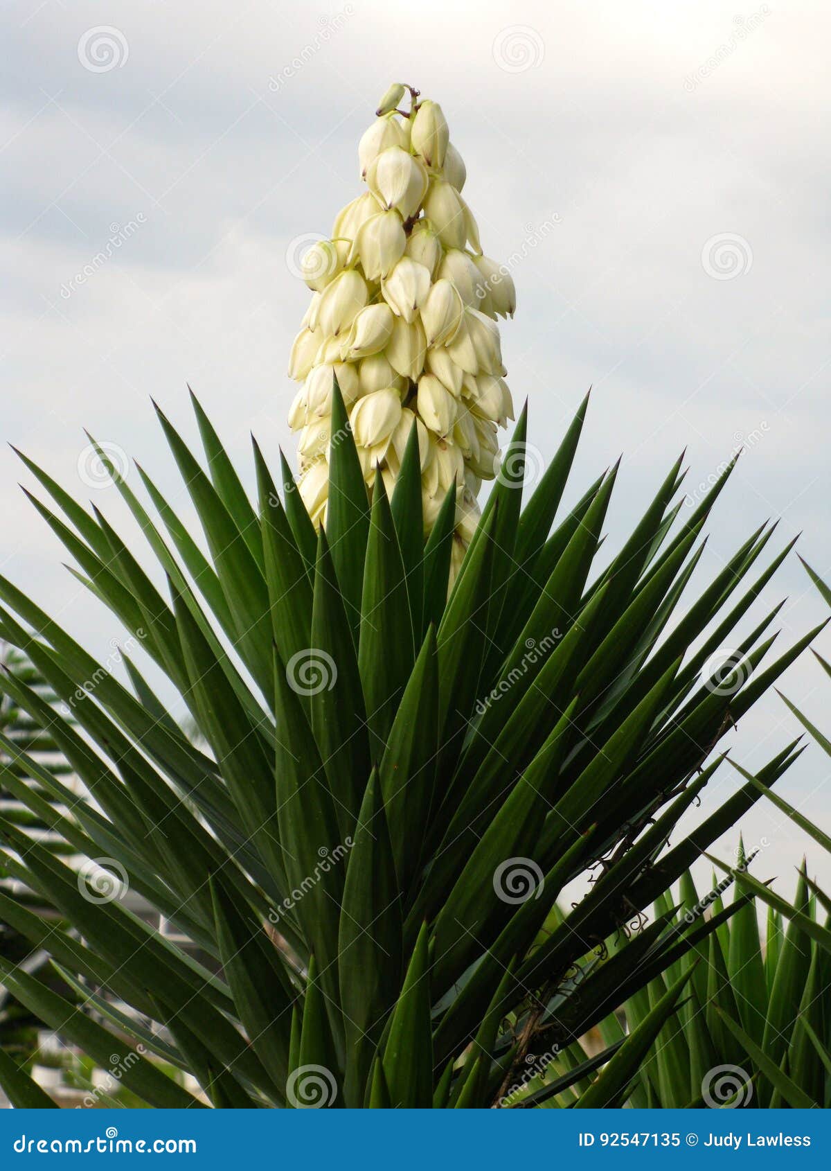 Flowering Yucca Tree stock image. Image of yucca, large - 92547135