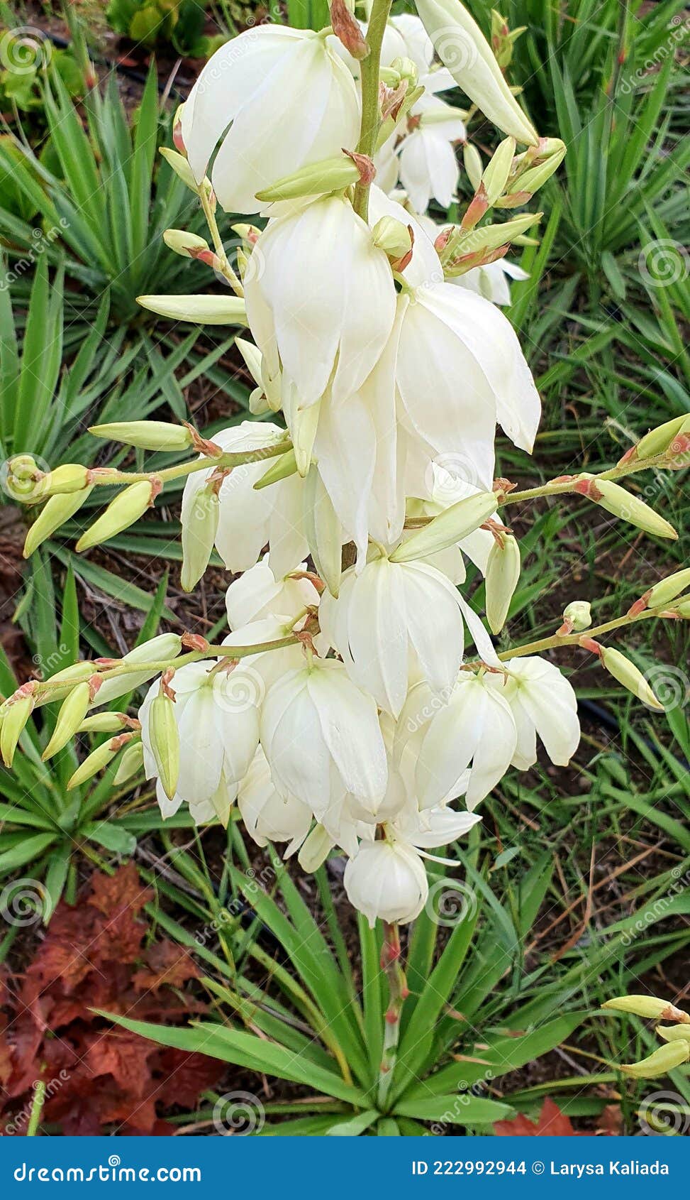Flowering Yucca Tree Royalty-Free Stock Photo | CartoonDealer.com #92547135