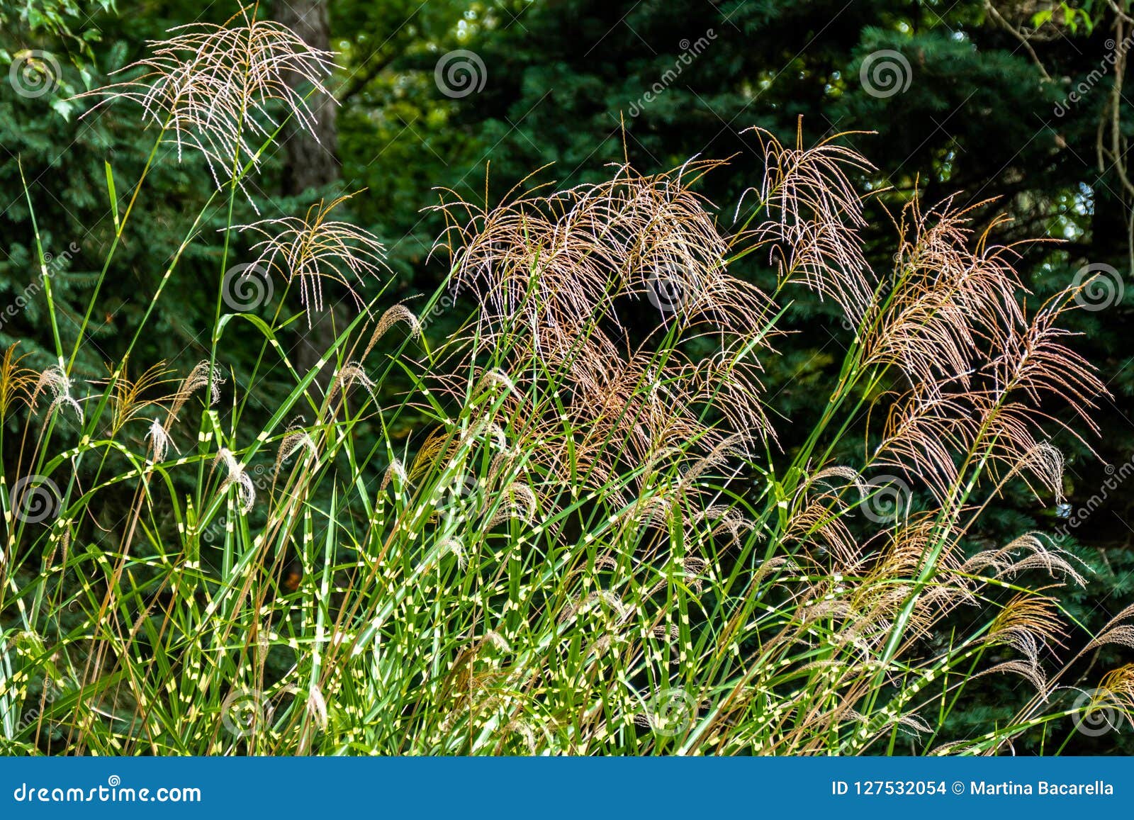 Zebra Grass Stock Image 81718453