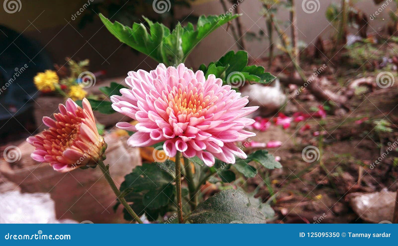 Flowerplot Mollika Nature Stock Photos - Free & Royalty-Free Stock ...
