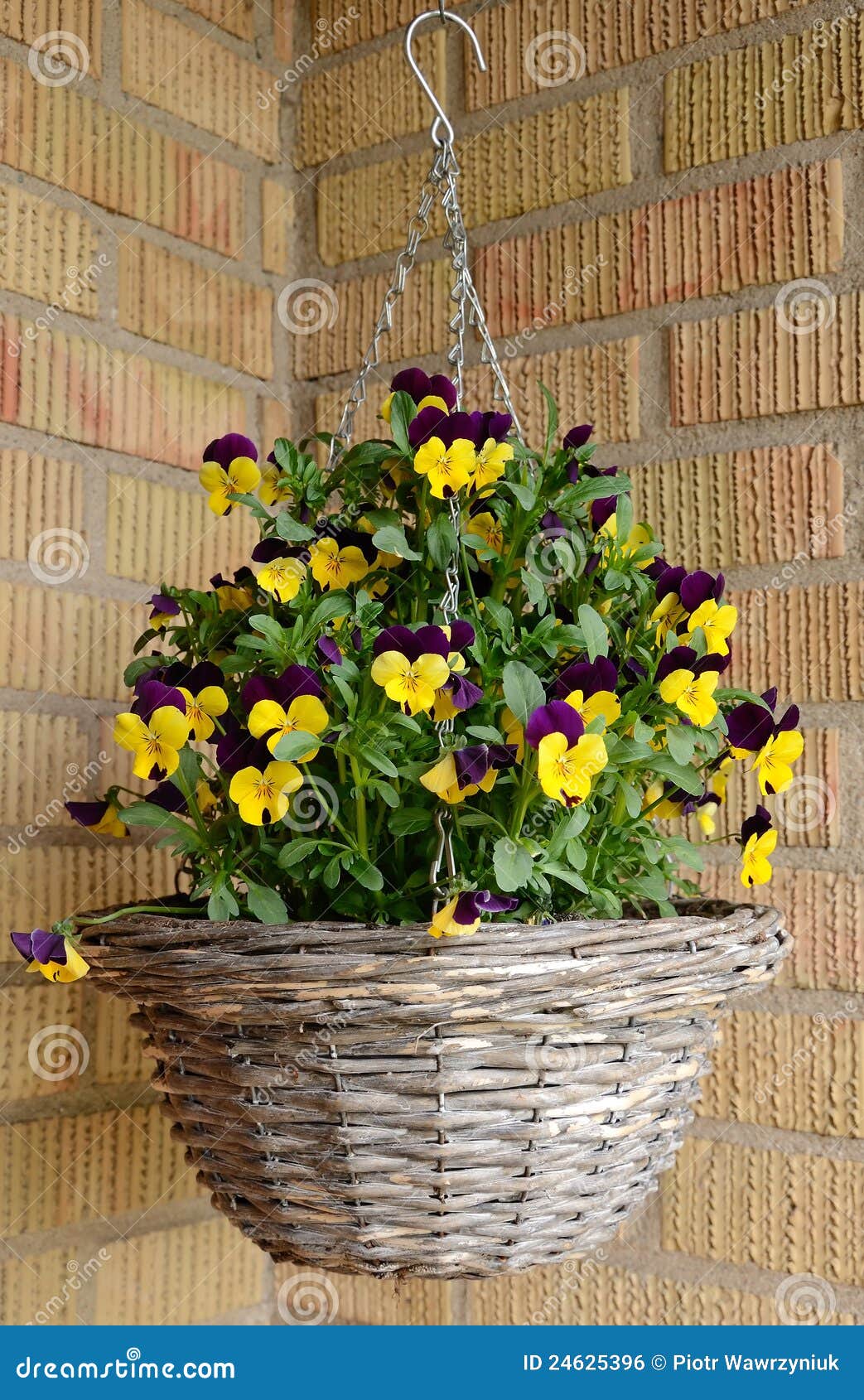 Flowerpot with pansies stock photo. Image of closeup - 24625396
