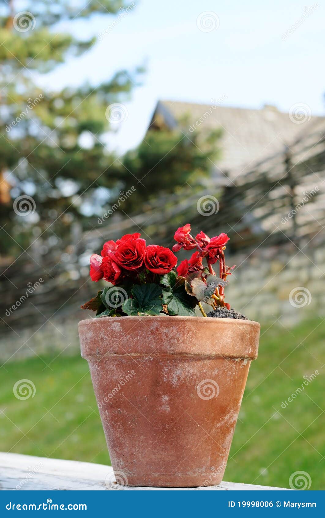 Flowerpot with red roses stock photo. Image of cottage - 19998006