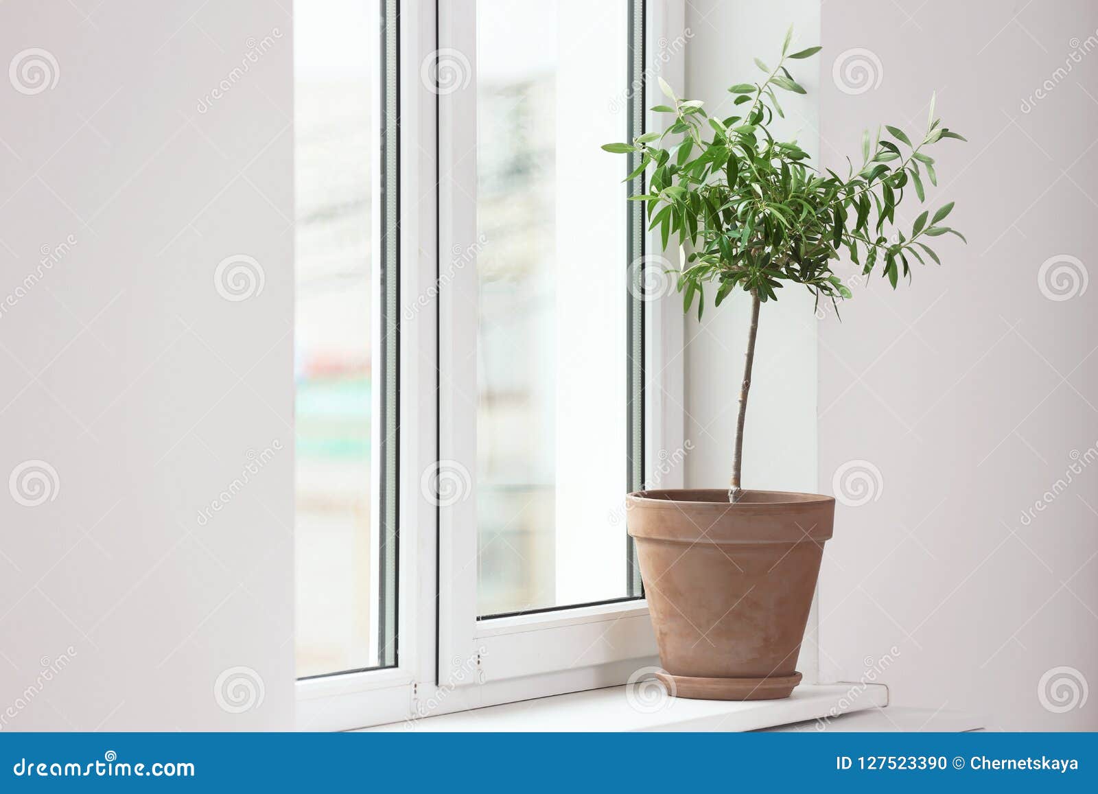 Flowerpot with Young Olive Tree on Window Sill Stock Photo - Image of ...