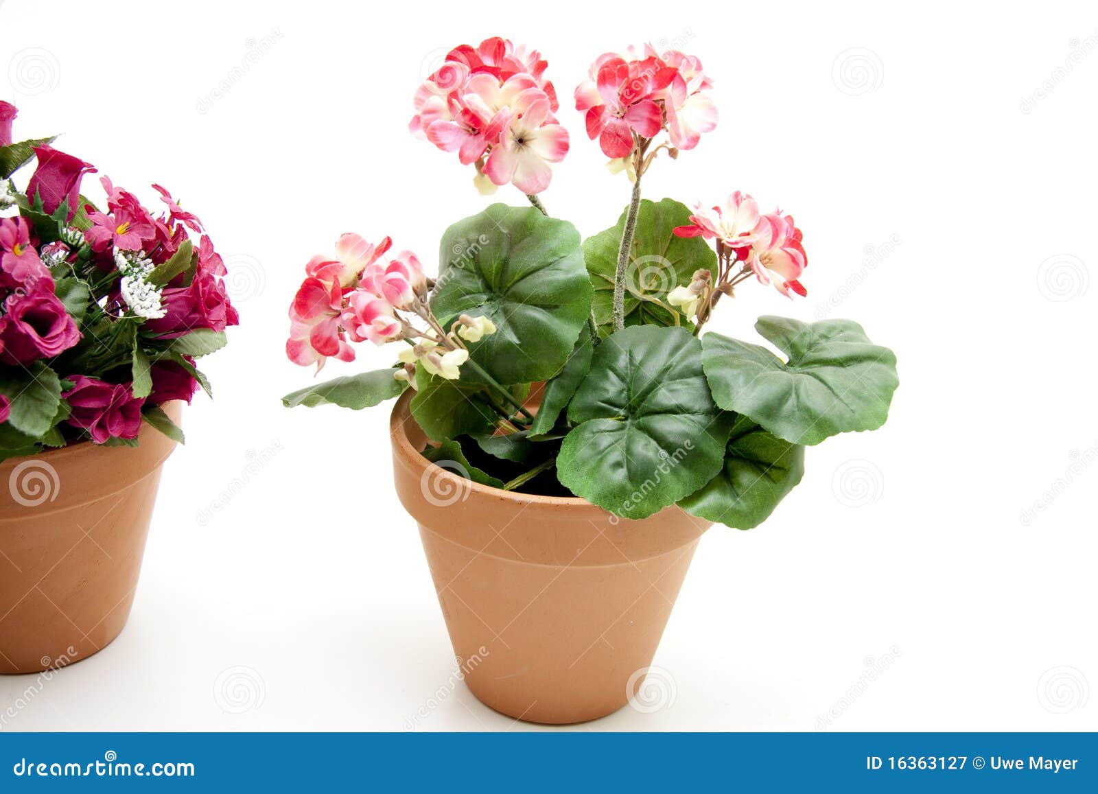 Flowerpots with flower stock image. Image of exempted - 16363127