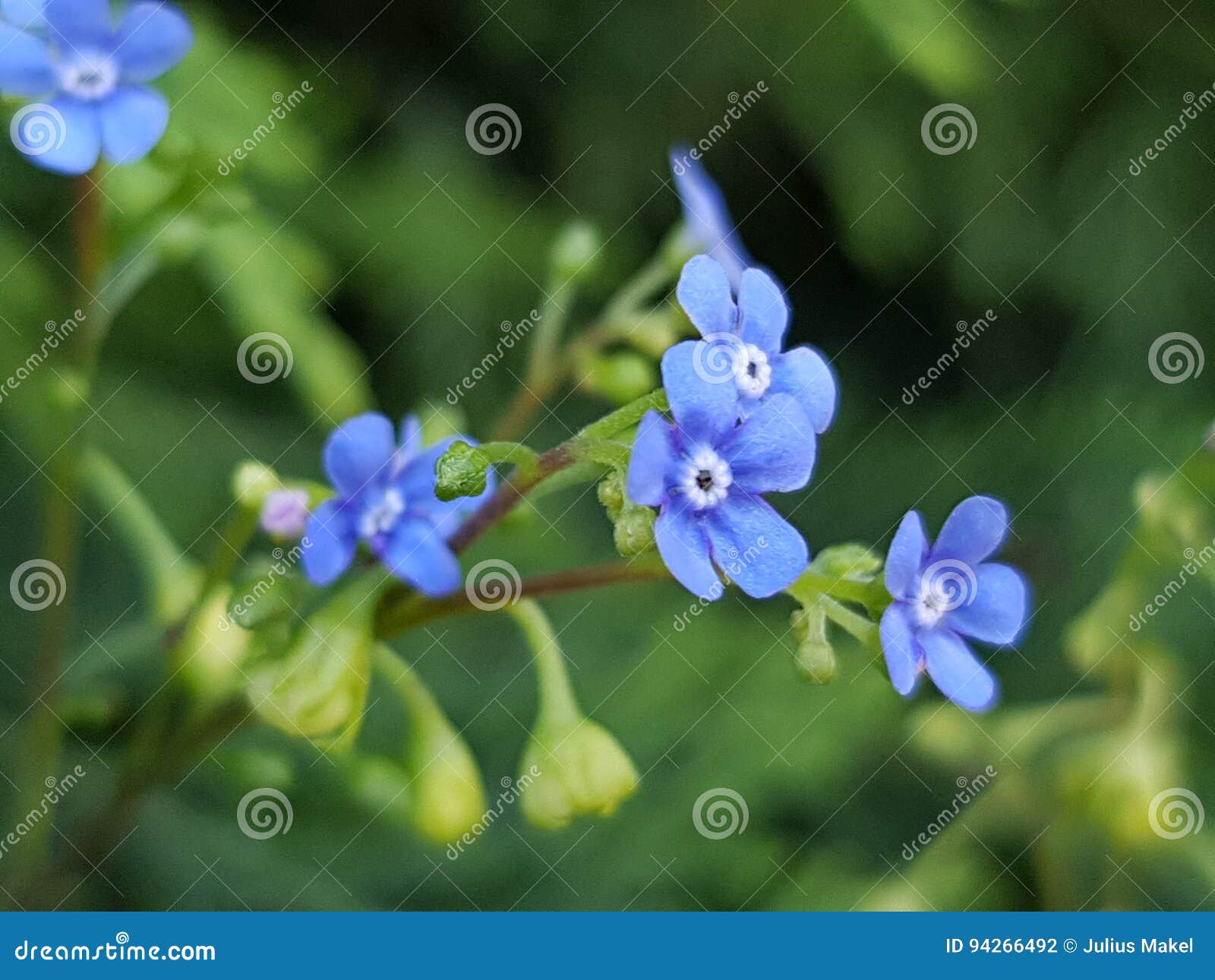 Flowerpower stock photo. Image of flowerpower, blue, garden - 94266492