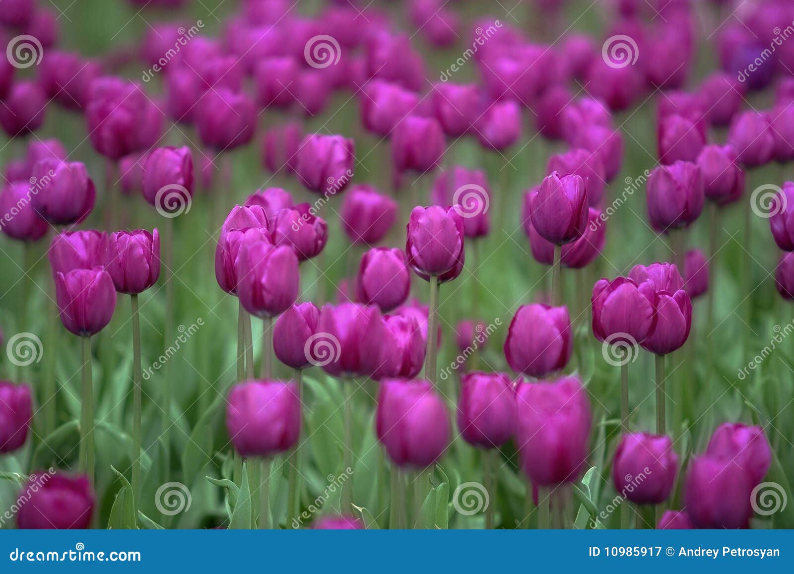 Flowers stock image. Image of bright, rich, violet, summer - 10985917