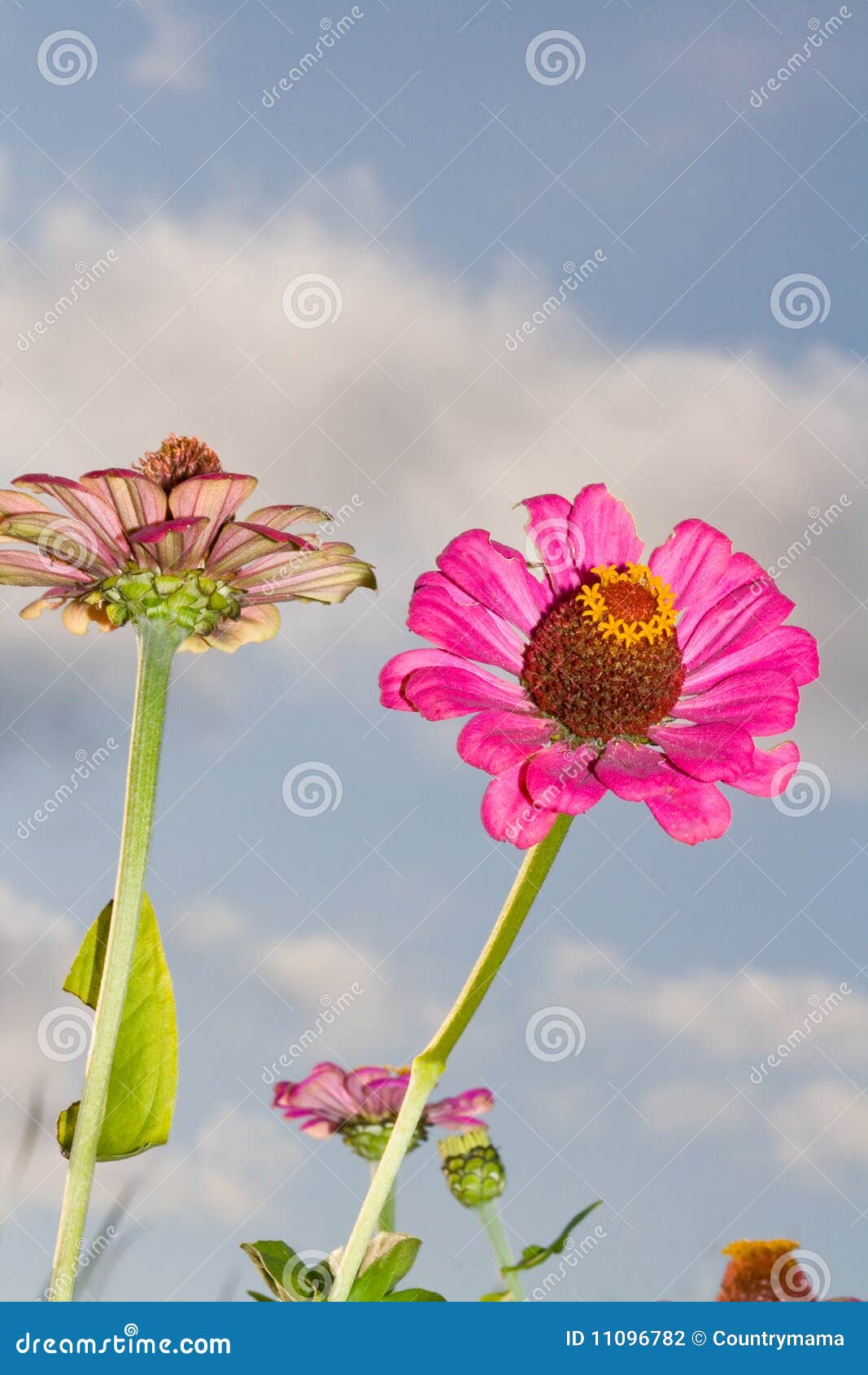 Flowers. stock photo. Image of stretching, upward, summertime - 11096782