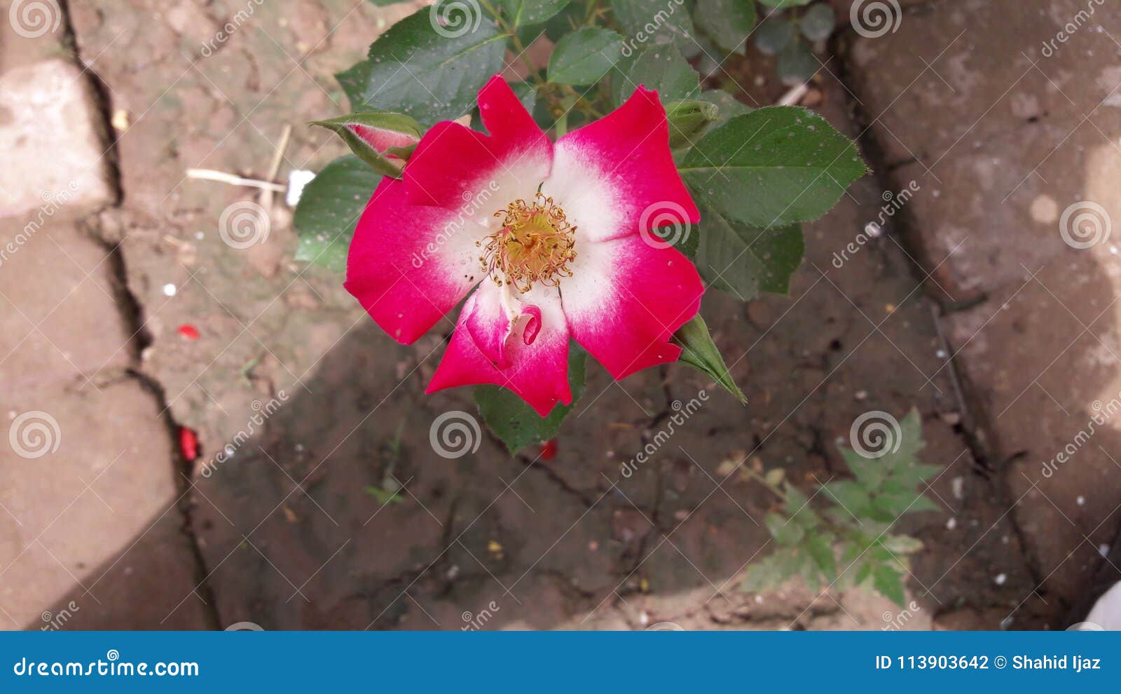 Flowers stock photo. Image of weather, rose, flowers - 113903642