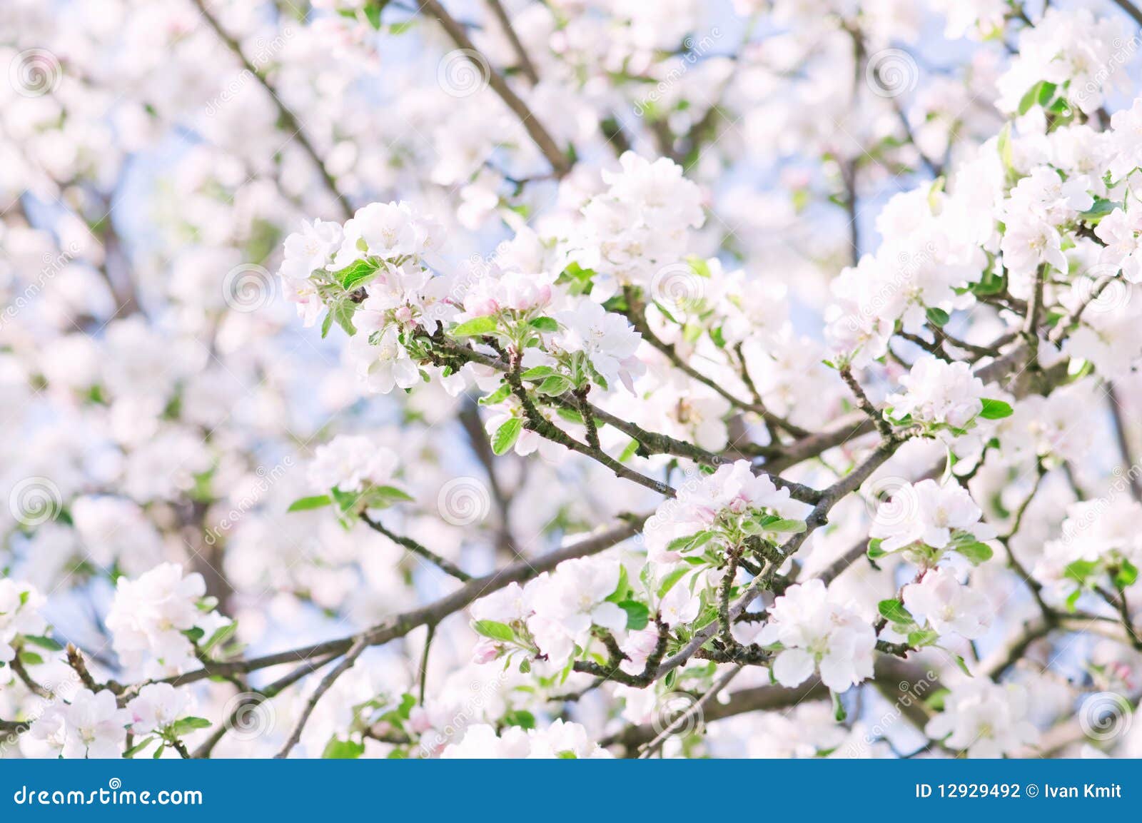 Flowers stock photo. Image of offspring, stamen, apple - 12929492