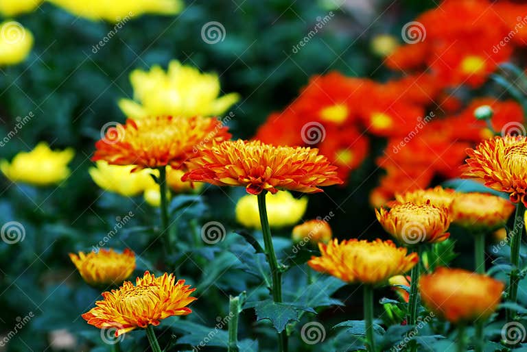 Flowers stock image. Image of flower, agriculture, nature - 1437149
