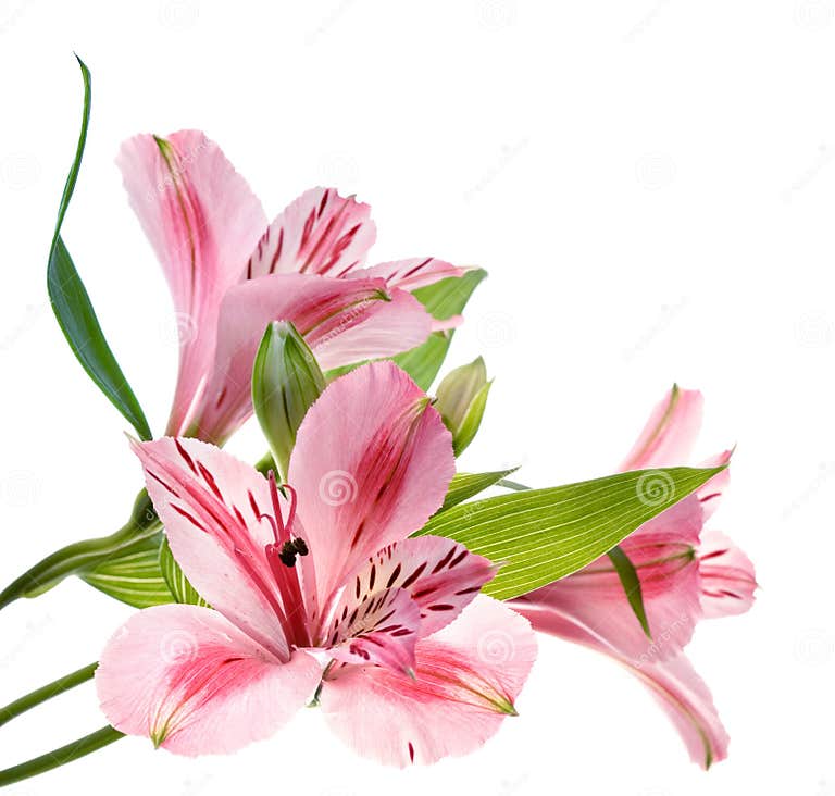 Flowers stock image. Image of macro, lily, elegant, amarilis - 1640943