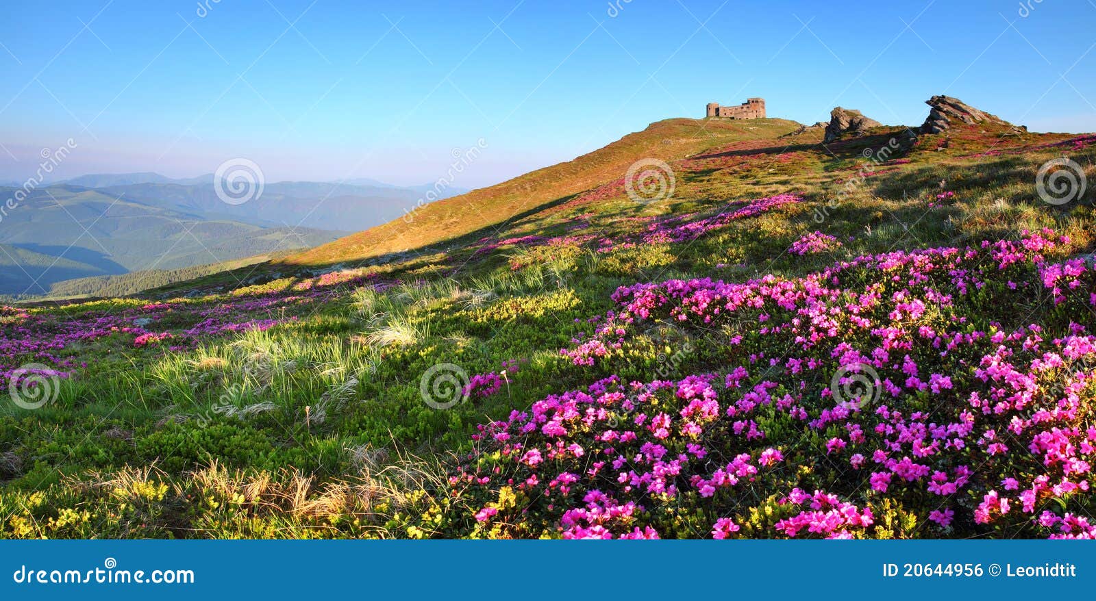 Flowers stock photo. Image of fresh, blossom, highlands - 20644956