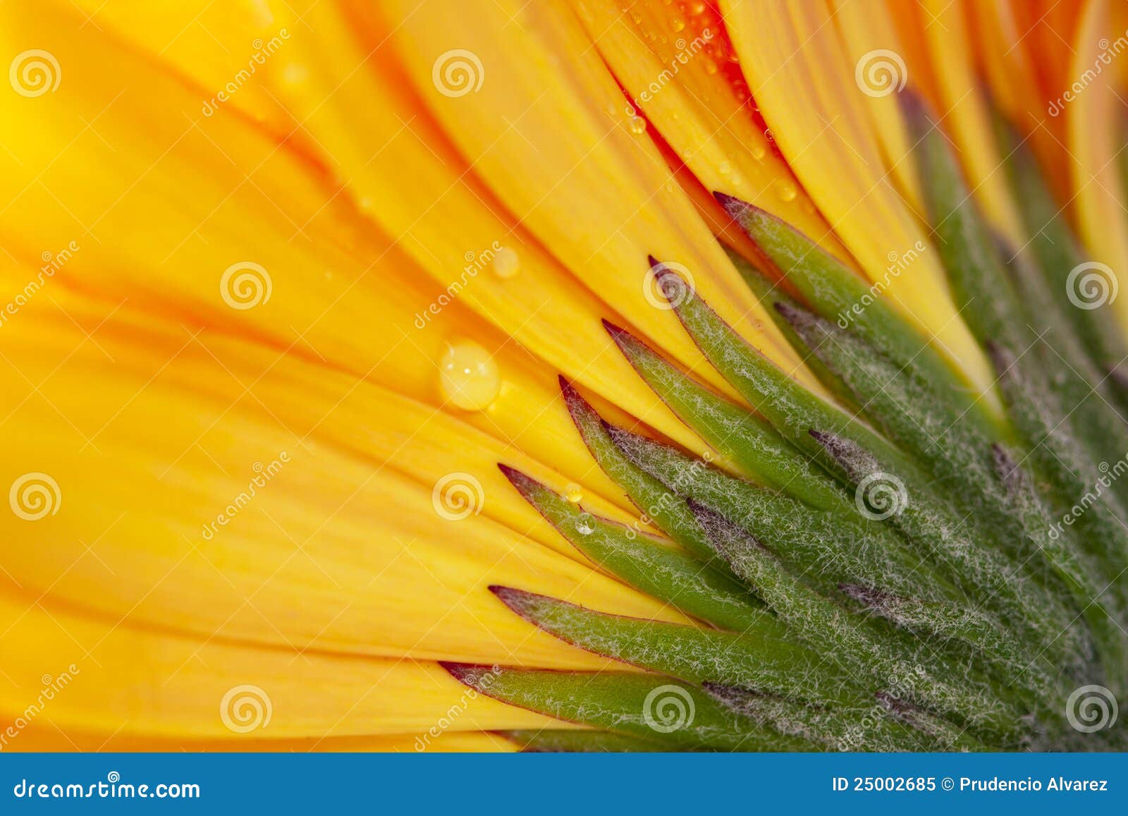 Flowers stock image. Image of stem, colors, beautiful - 25002685
