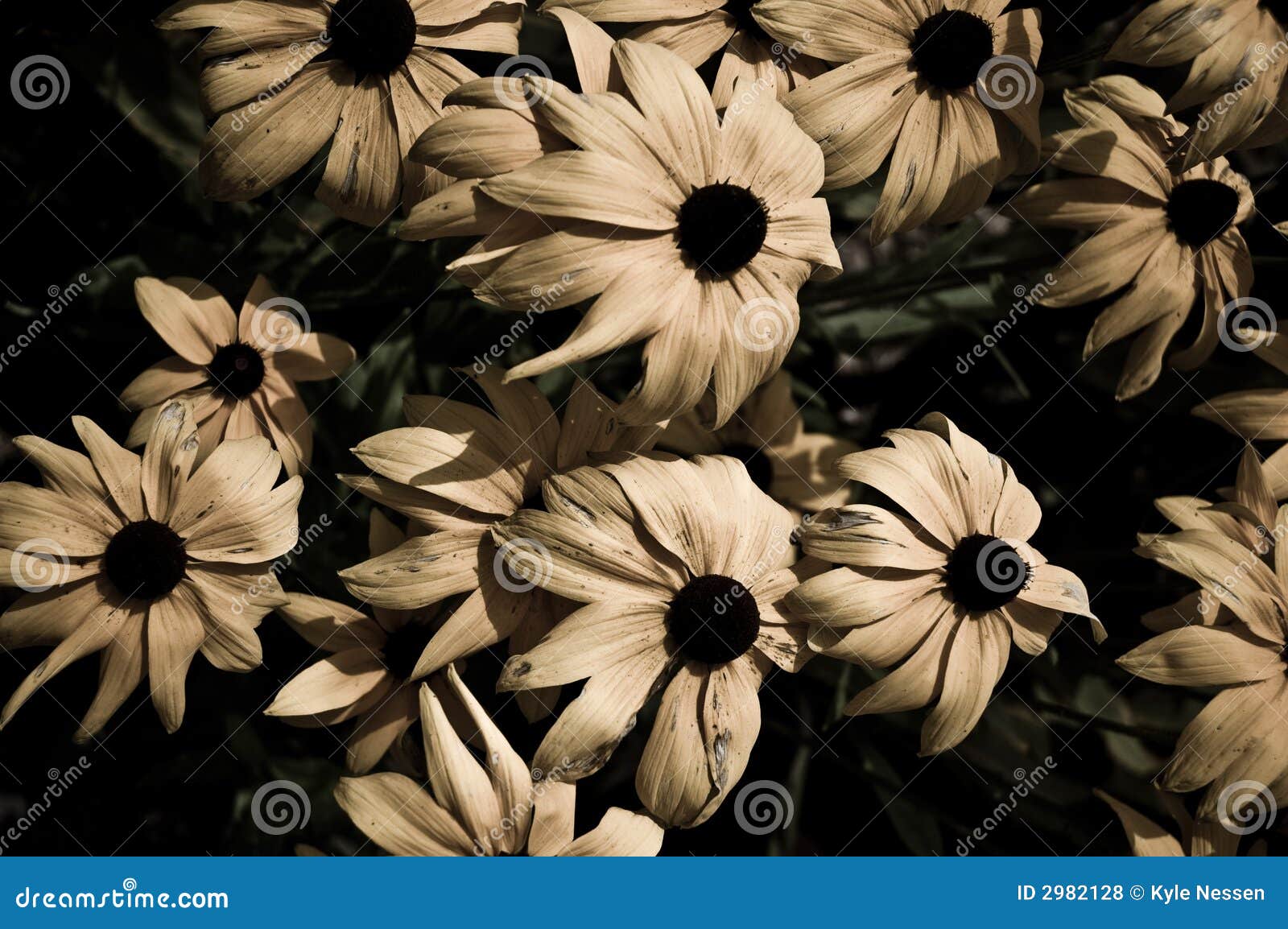 Flowers stock photo. Image of flower, flora, sepia, patch - 2982128