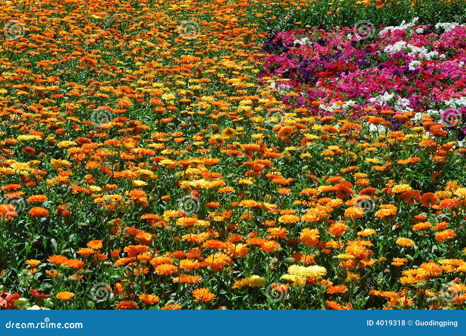 Flowers stock photo. Image of beautiful, travel, flowers - 4019318