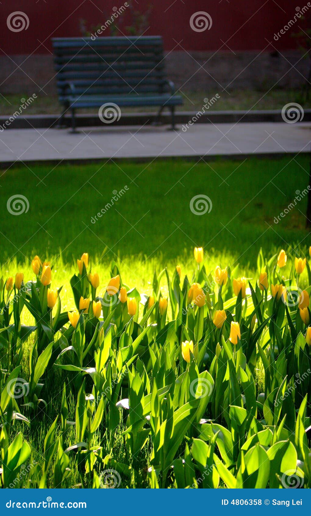 Flowers stock photo. Image of tree, beijing, trees, leaf - 4806358