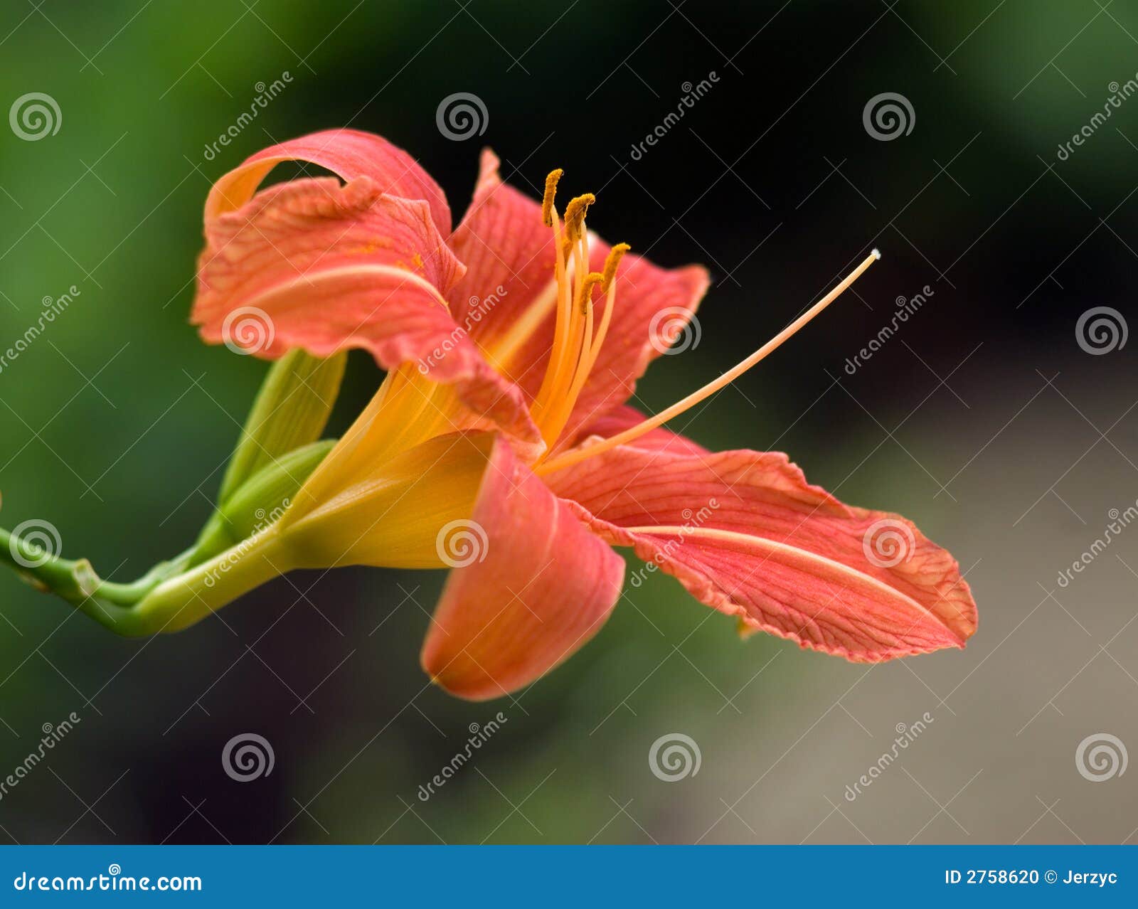 Flowers-9 stock photo. Image of colour, fresh, background - 2758620
