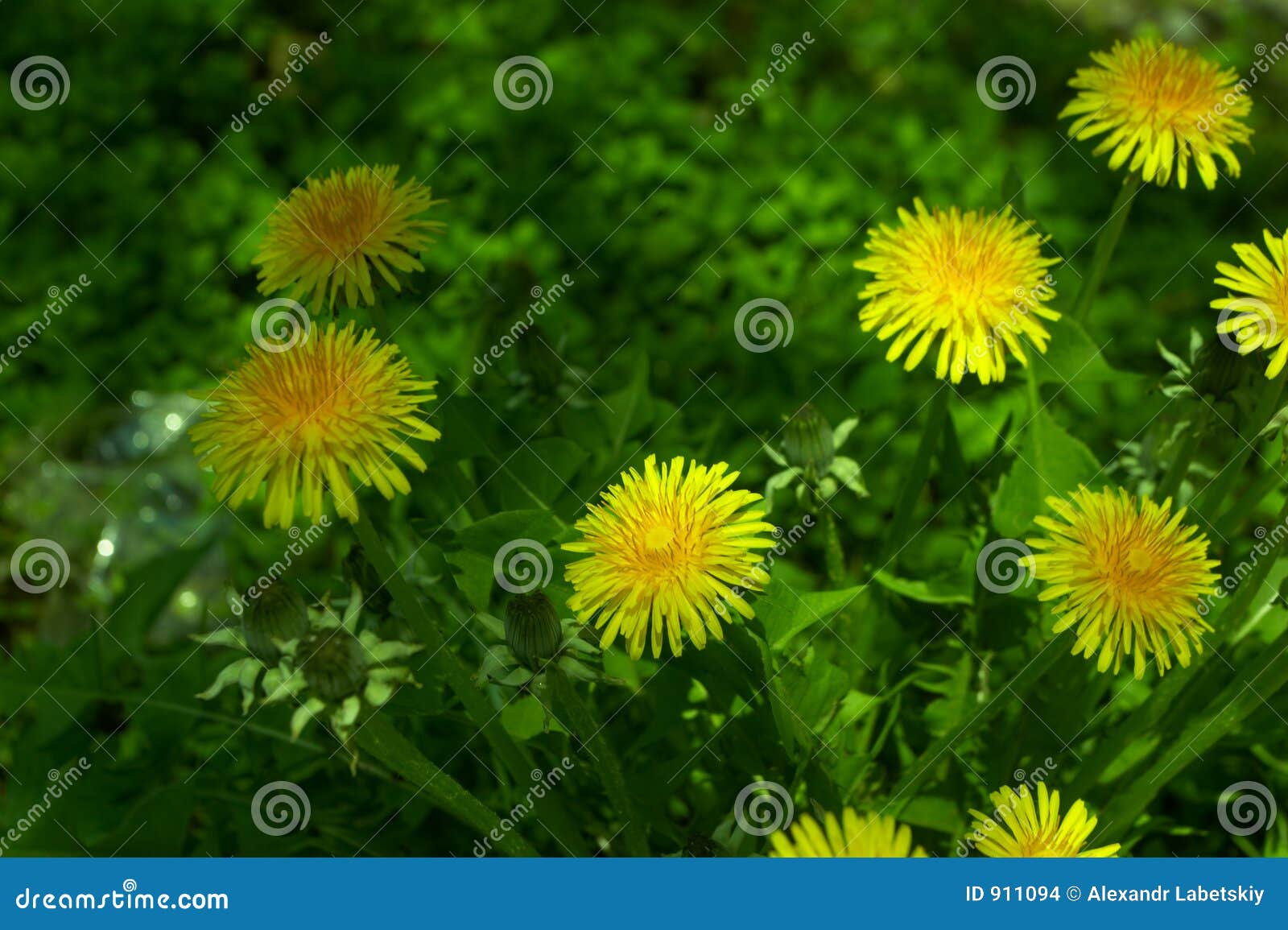 Dew Dandelion Stalk Photos - Free & Royalty-Free Stock Photos from ...