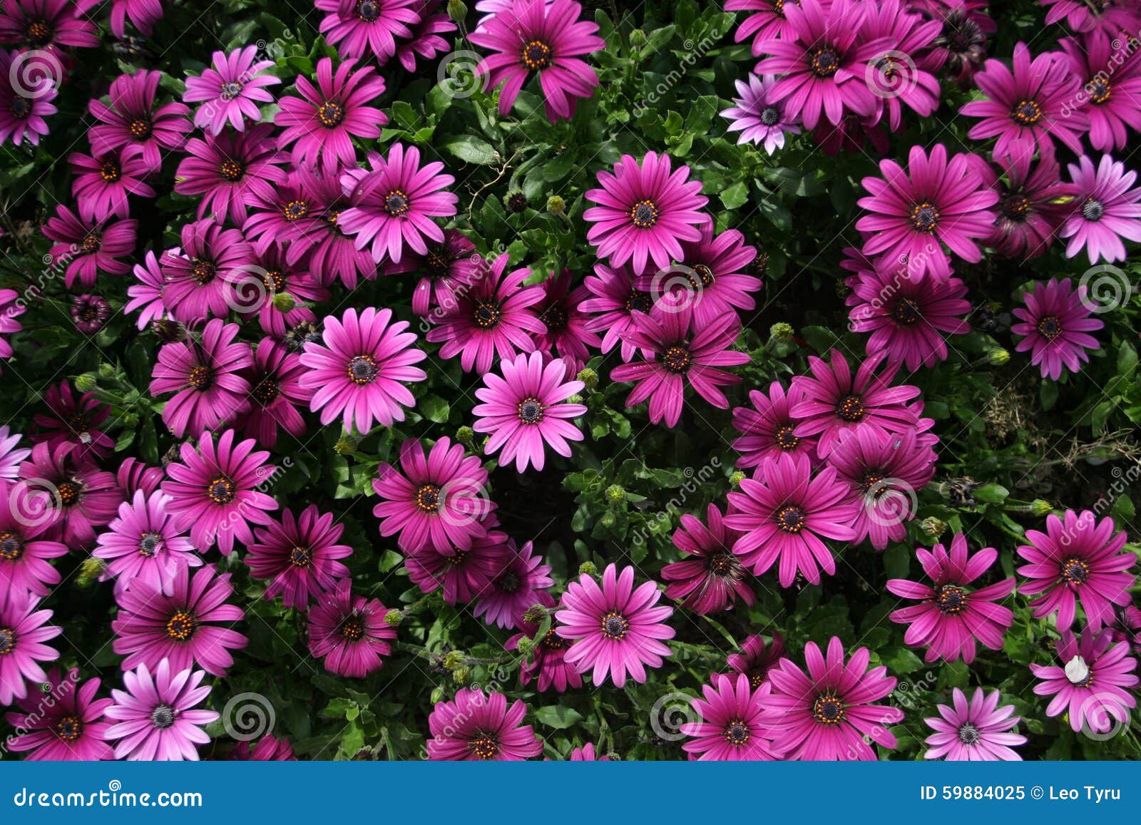 Flowers from above stock image. Image of pattern, flower - 59884025