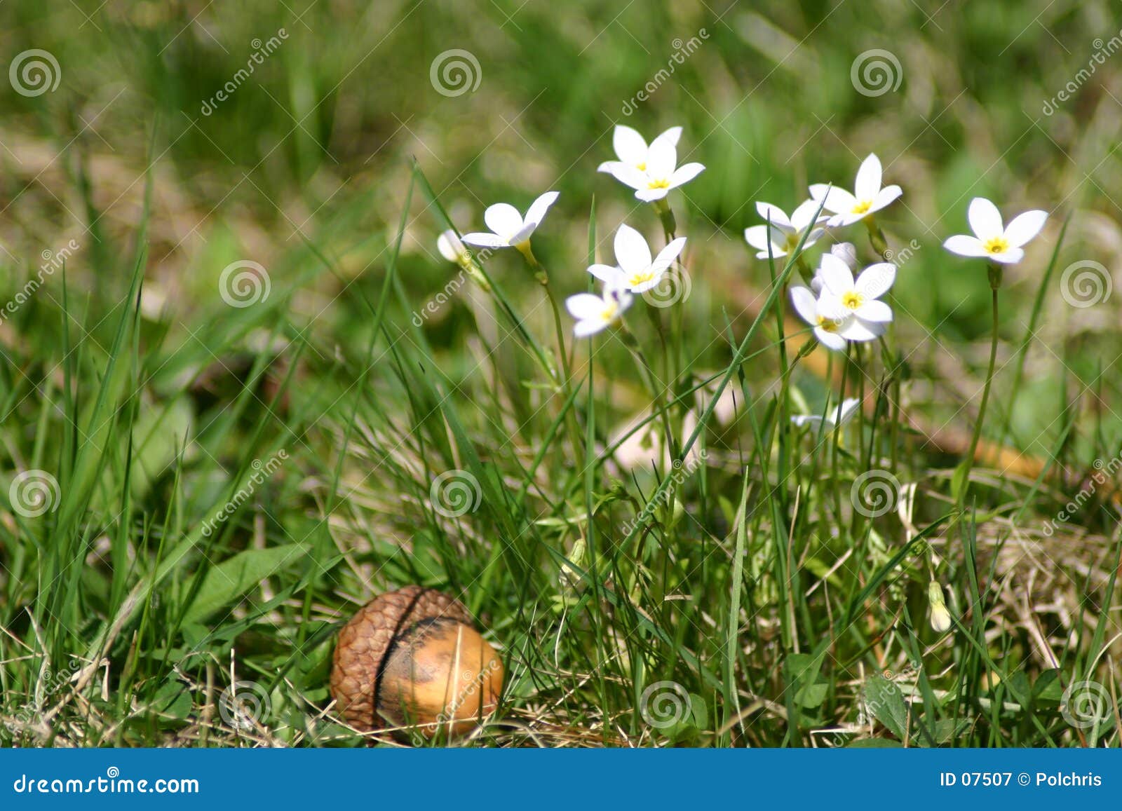 Flowers And Acorn Picture. Image: 7507