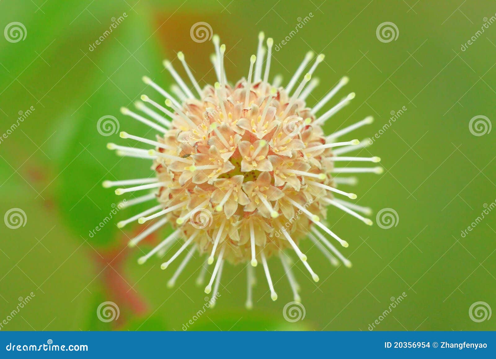 Flowers(Adina rubella) stock photo. Image of rubiaceae - 20356954