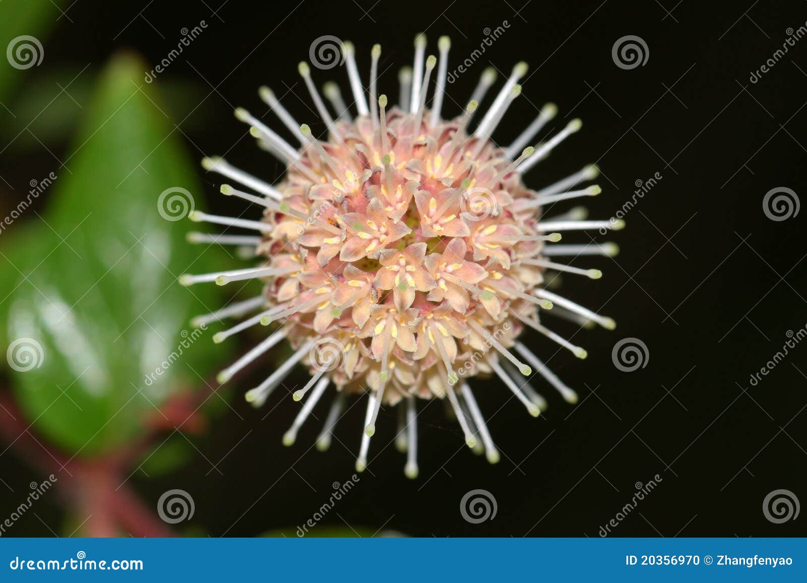 Flowers(Adina rubella) stock photo. Image of rubella - 20356970