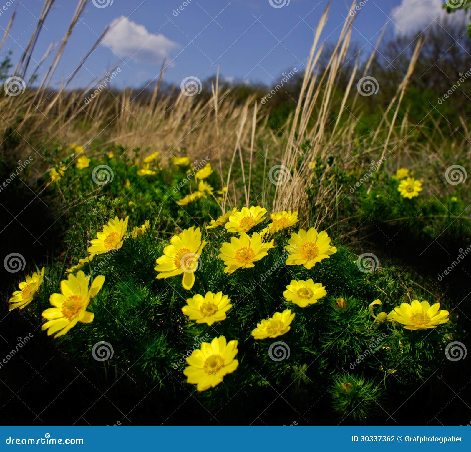 Flowers of the adonis stock photo. Image of blossom, flora - 30337362