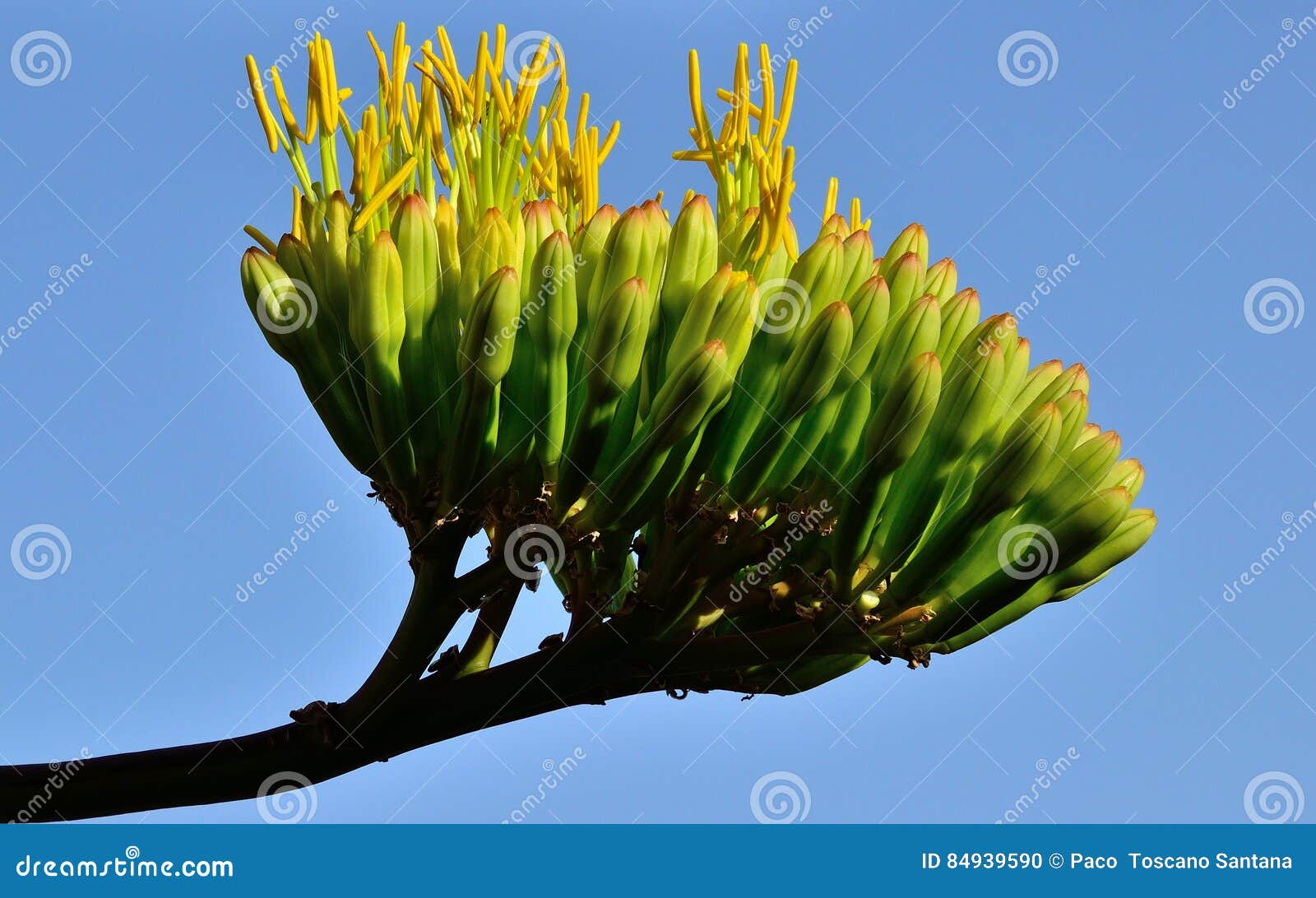 Flowers of agave stock photo. Image of floral, inflorescence - 84939590
