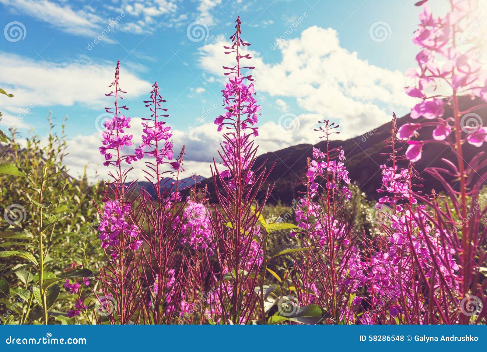 Flowers in Alaska stock photo. Image of edge, green, outdoors - 58286548