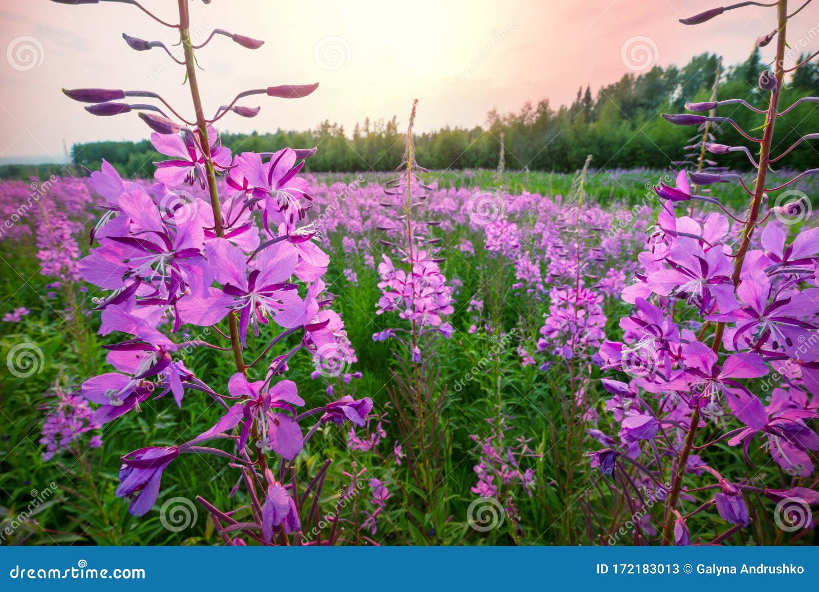 Flowers on Alaska stock image. Image of nature, flower - 172183013