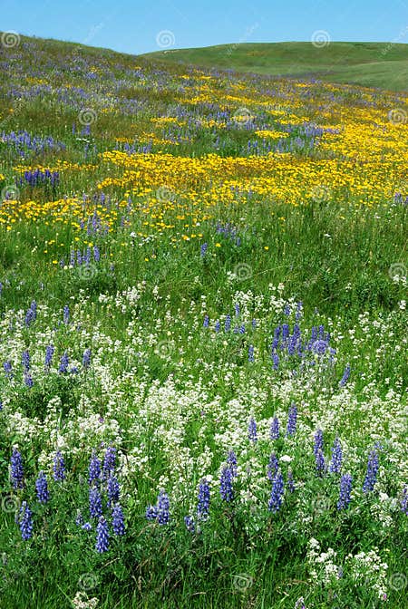 Flowers on alberta prairie stock image. Image of lakes - 5730891