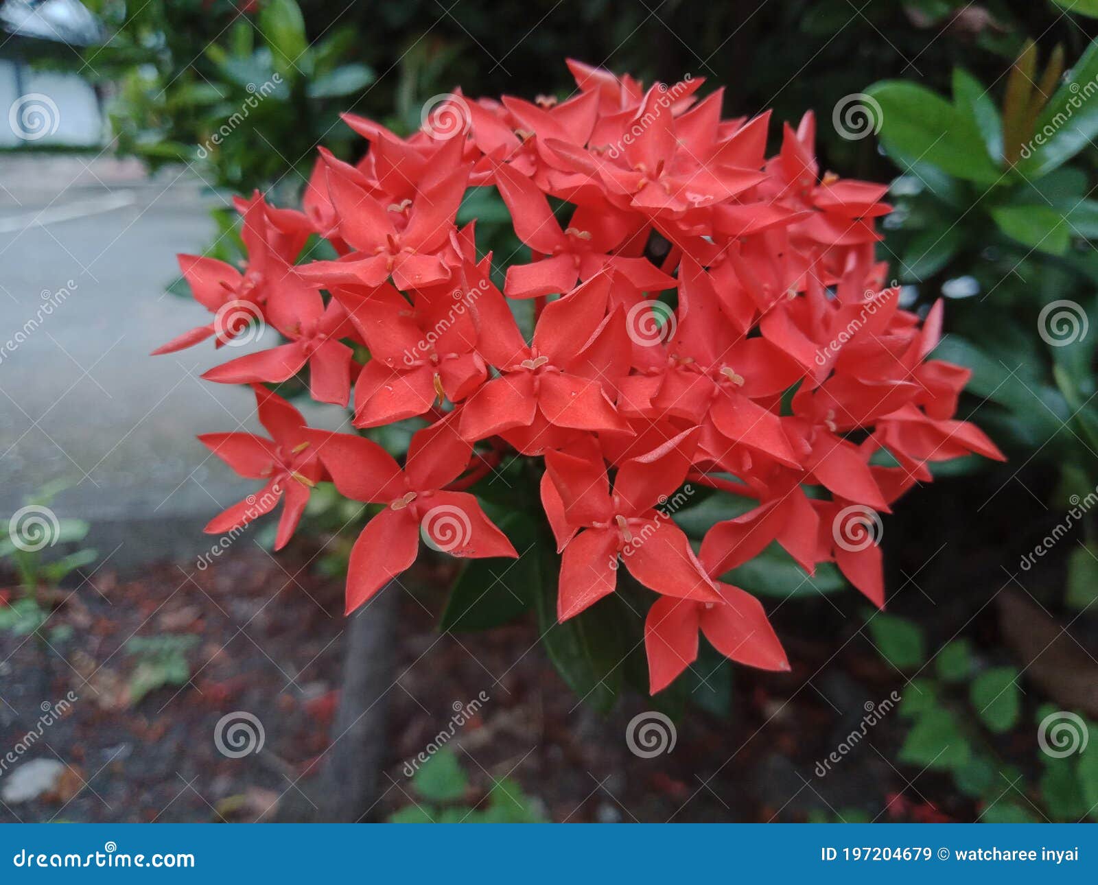 Flowers along the corridor stock image. Image of plant - 197204679