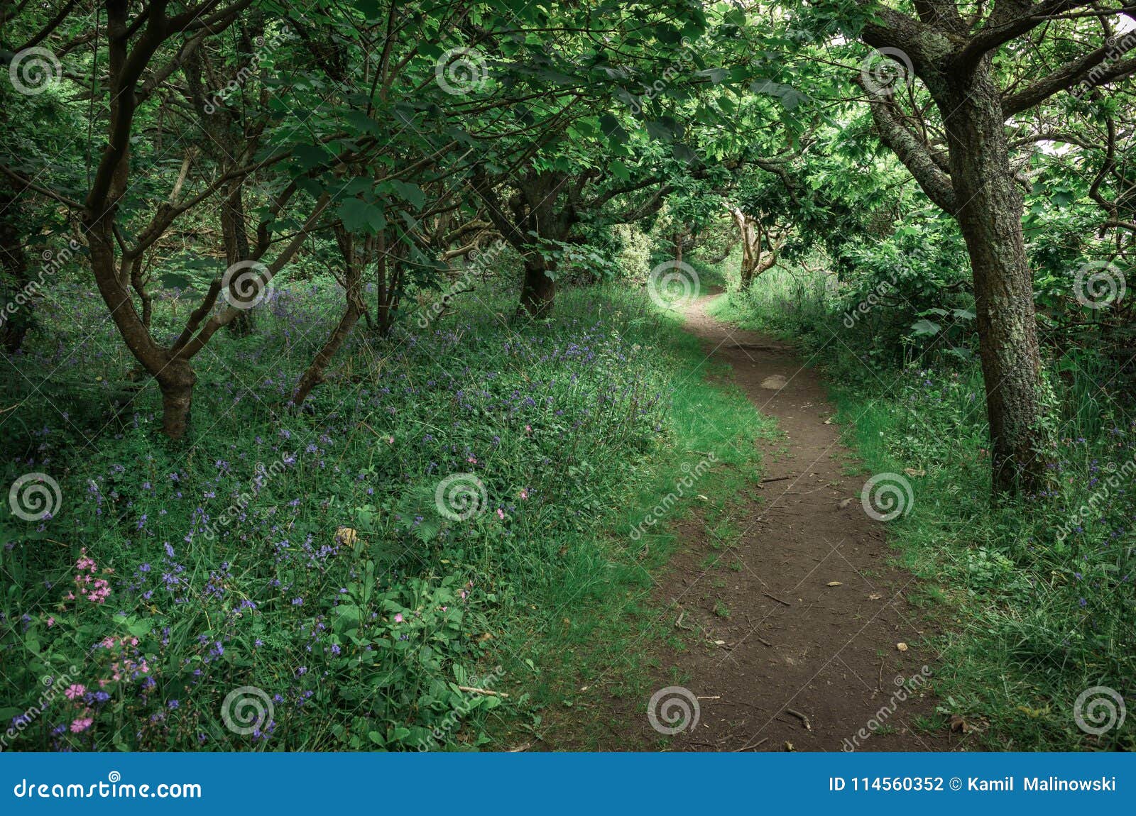 Flowers Along Path in a Forest Stock Photo - Image of woodland ...