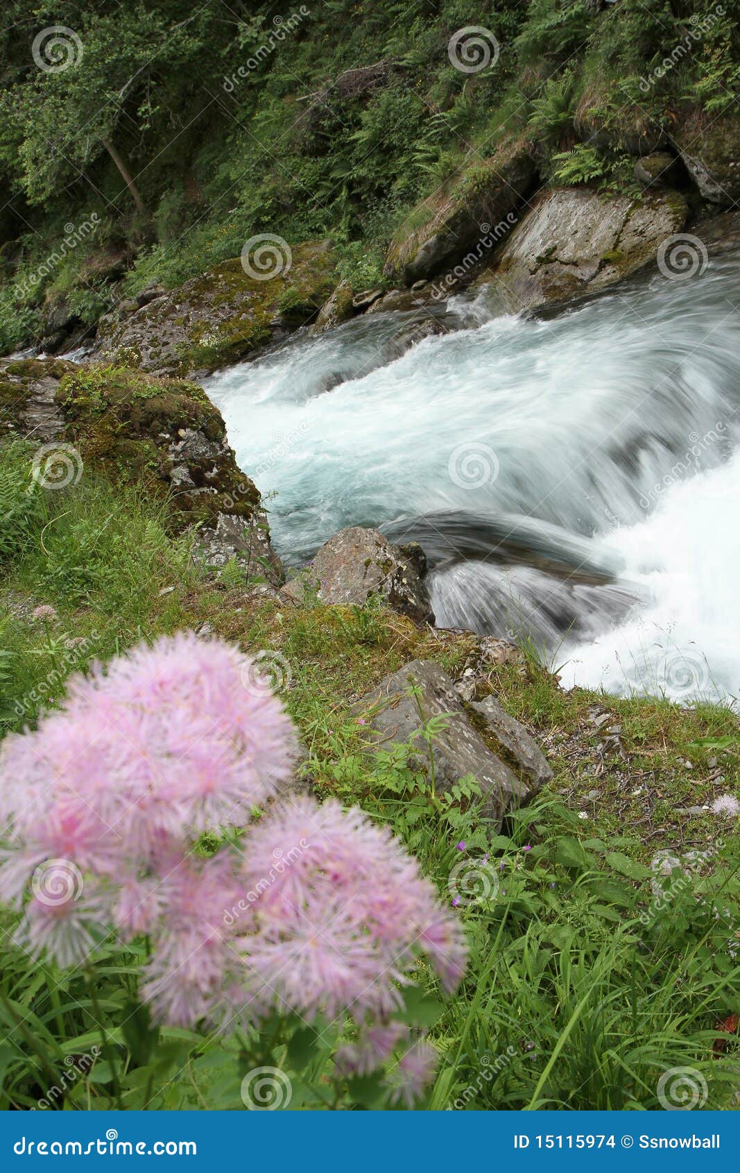 Flowers Along the Riverside Stock Photo - Image of current, flower ...
