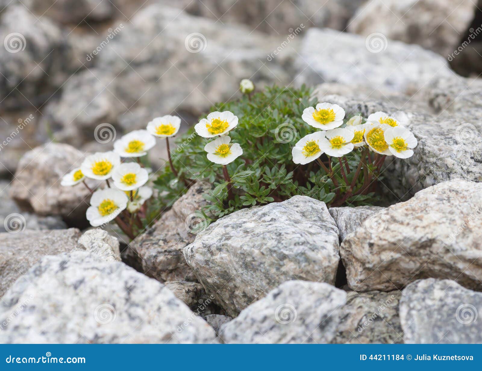 Flowers of Alpine Buttercup Stock Photo - Image of flora, rocks: 44211184