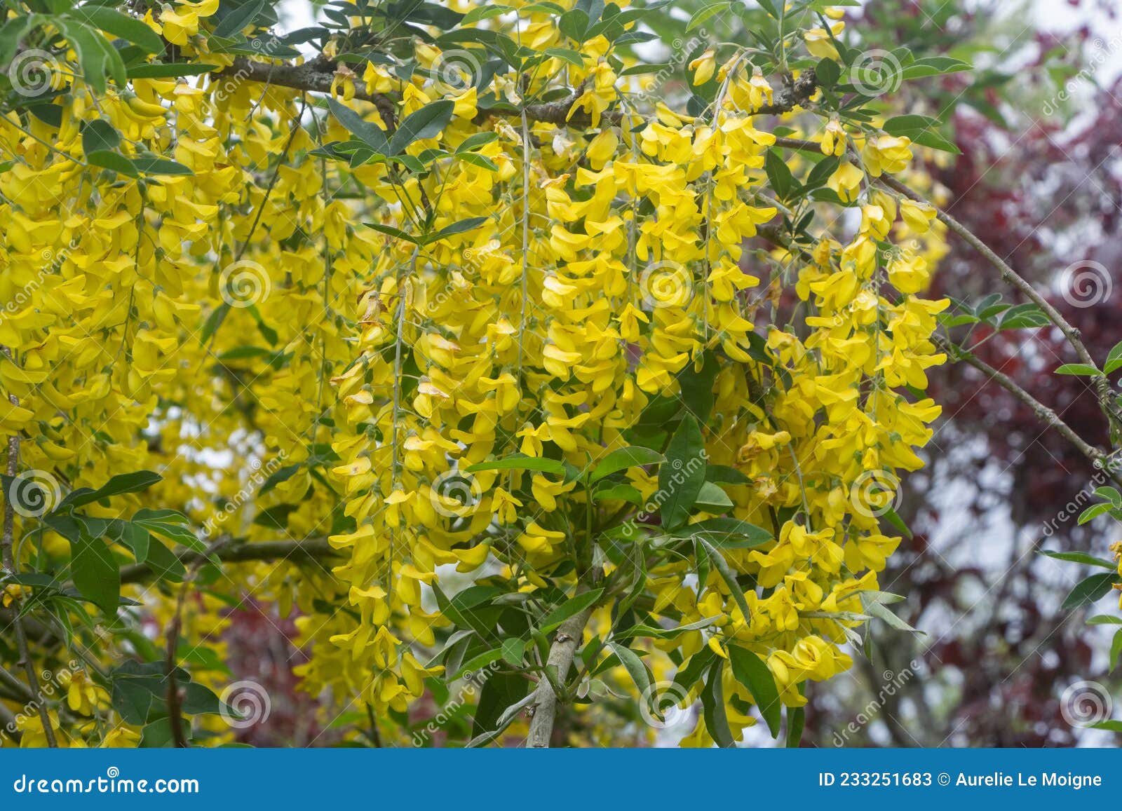 Flowers of Alpine laburnum stock image. Image of flower - 233251683