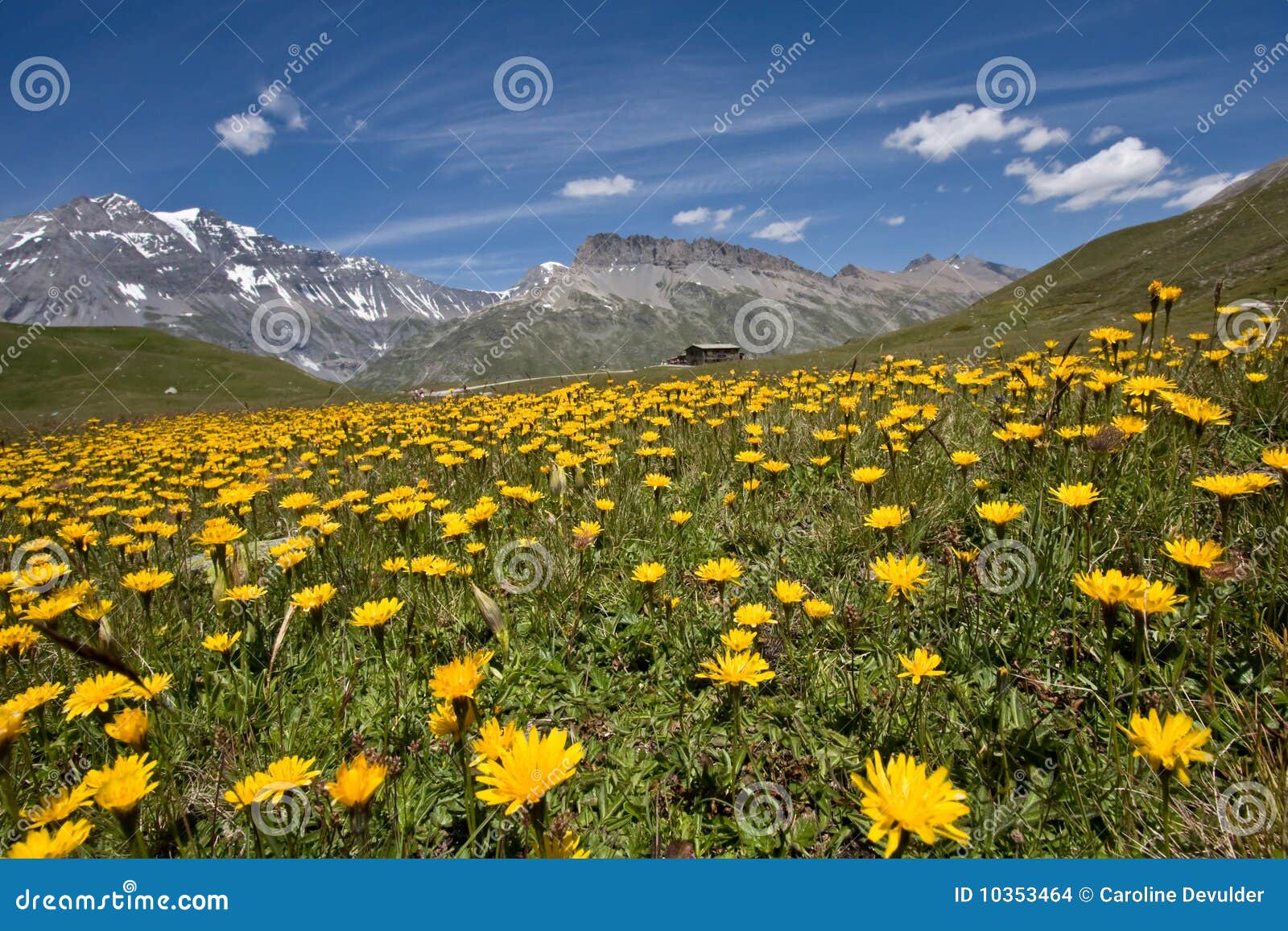 Flowers in Alpine meadow stock photo. Image of outdoors - 10353464