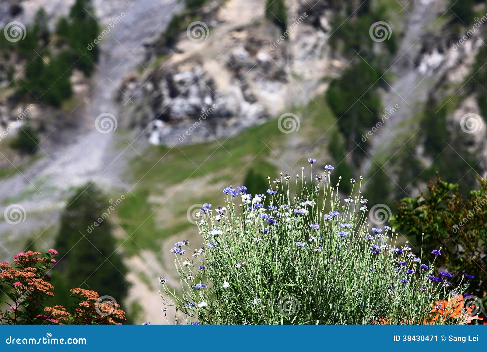 Flowers in Alps stock image. Image of beautiful, wild - 38430471